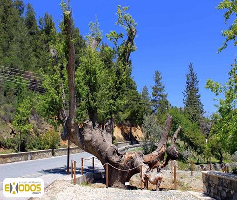 Exodos | Τρόοδος - Μονοπάτι Παναγία του Άρακα – Σταυρός του Αγιασμάτη